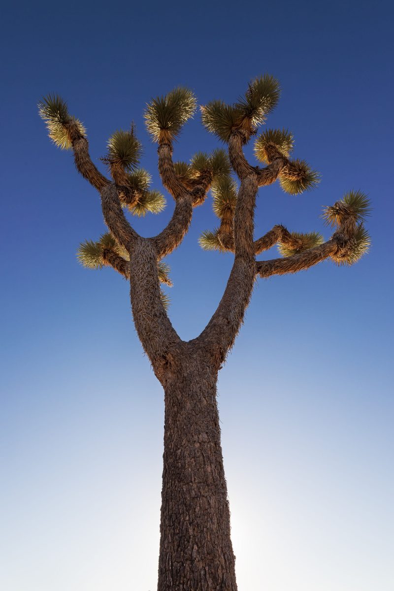 A Hidden Way To Add Precision Contrast To Your Photos - Shutter...Evolve