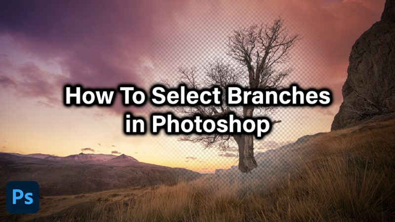 How To Select Branches in Photoshop - Shutter...Evolve